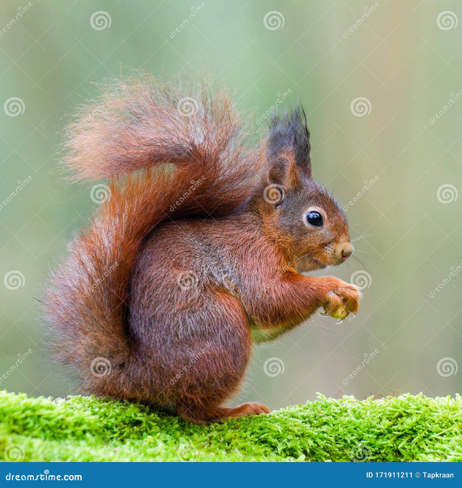 A Red Squirrel Sitting on a Trunk Stock Image - Image of ciurus, animal ...