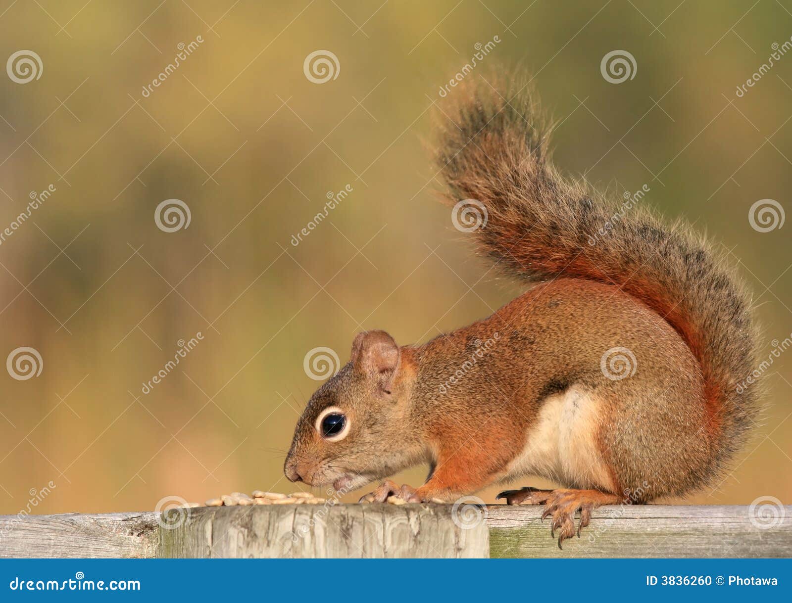 Red Squirrel Smelling Seeds Stock Photo - Image of rodent, smelling ...