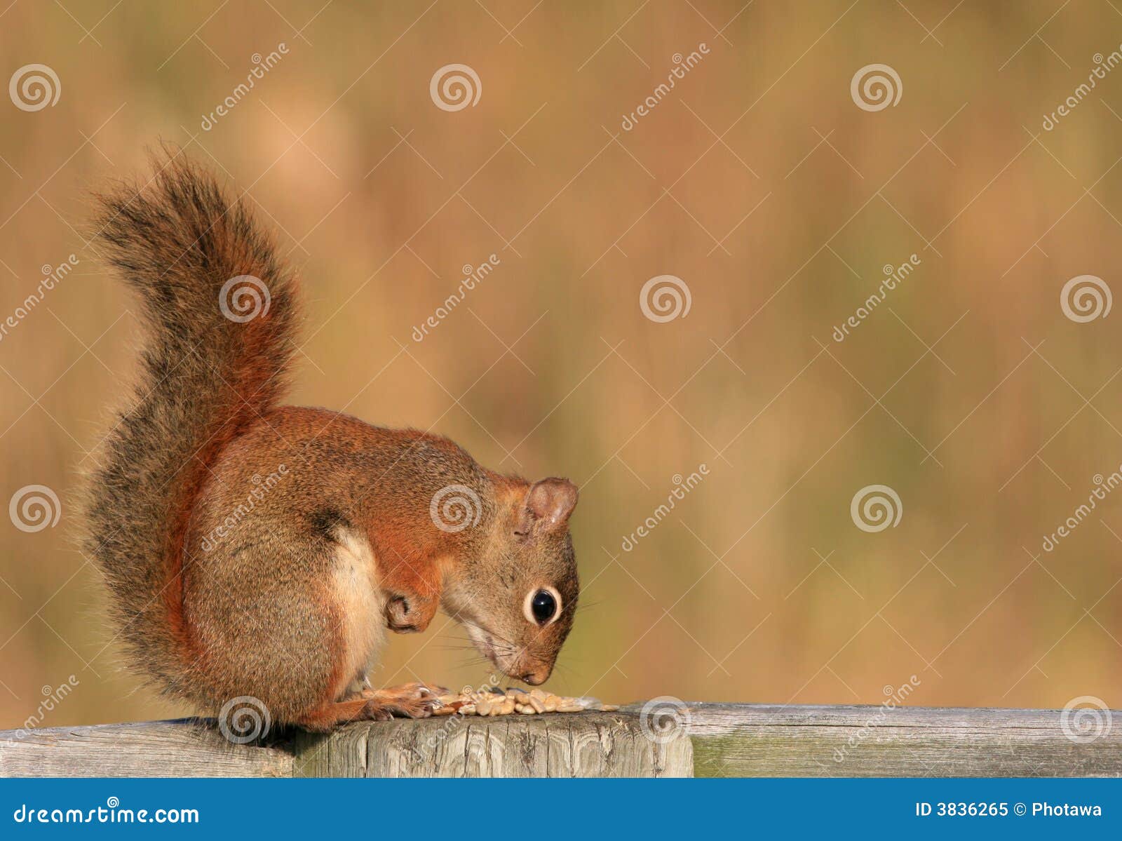 Red Squirrel Sniffing Food stock image. Image of cute - 3836265