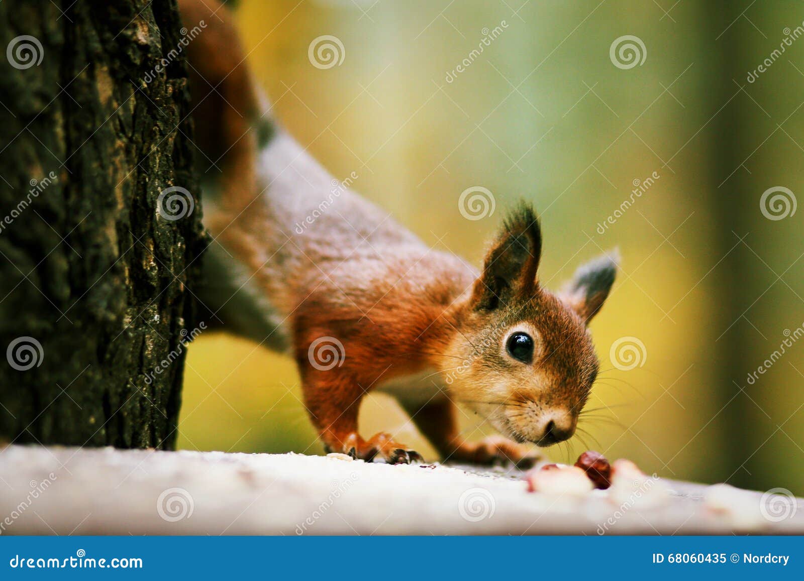 Red Squirrel Sniffing Nuts Laying on Feeder in Park Stock Image - Image ...