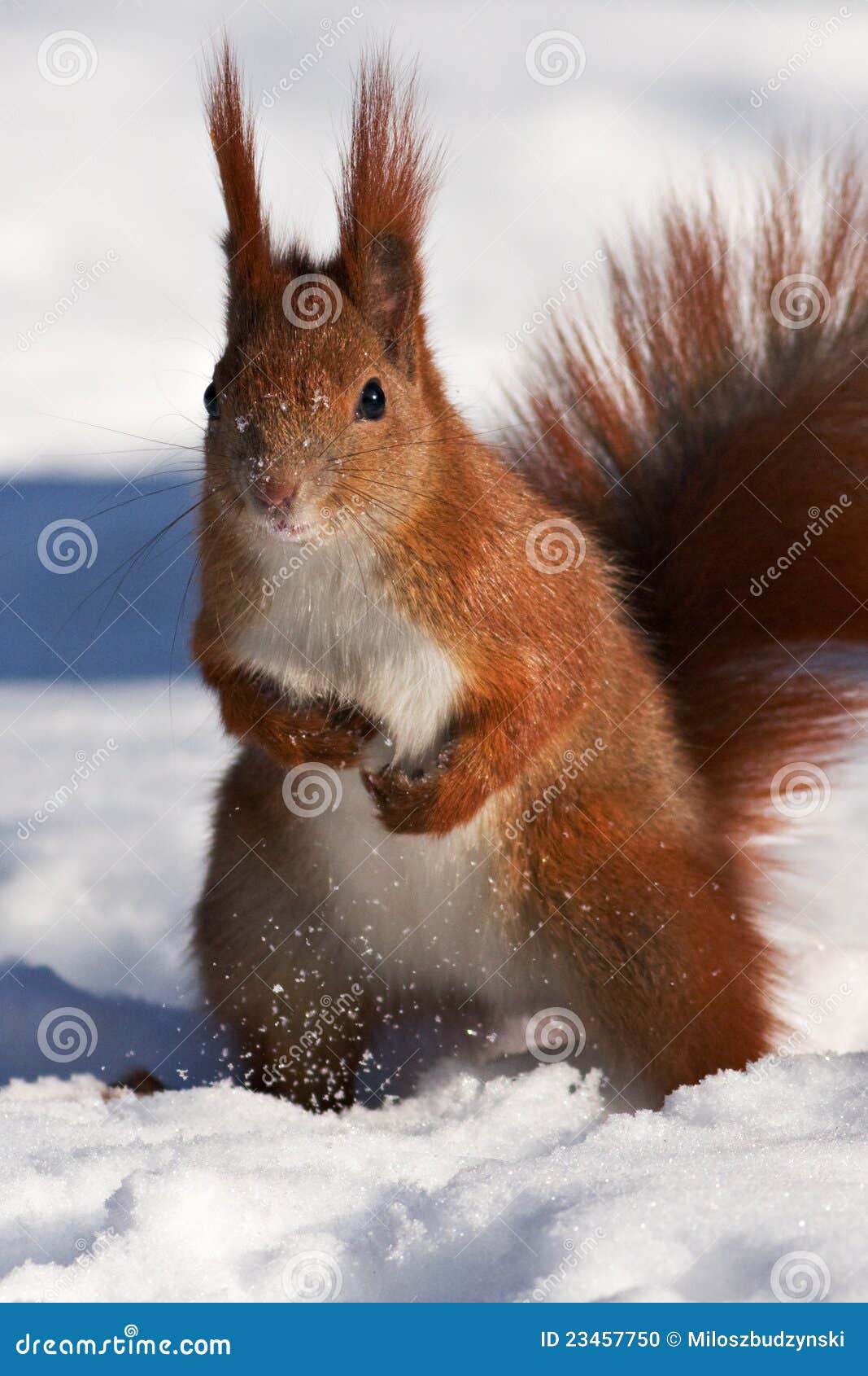 Red squirrel on snow stock photo. Image of wilderness - 23457750