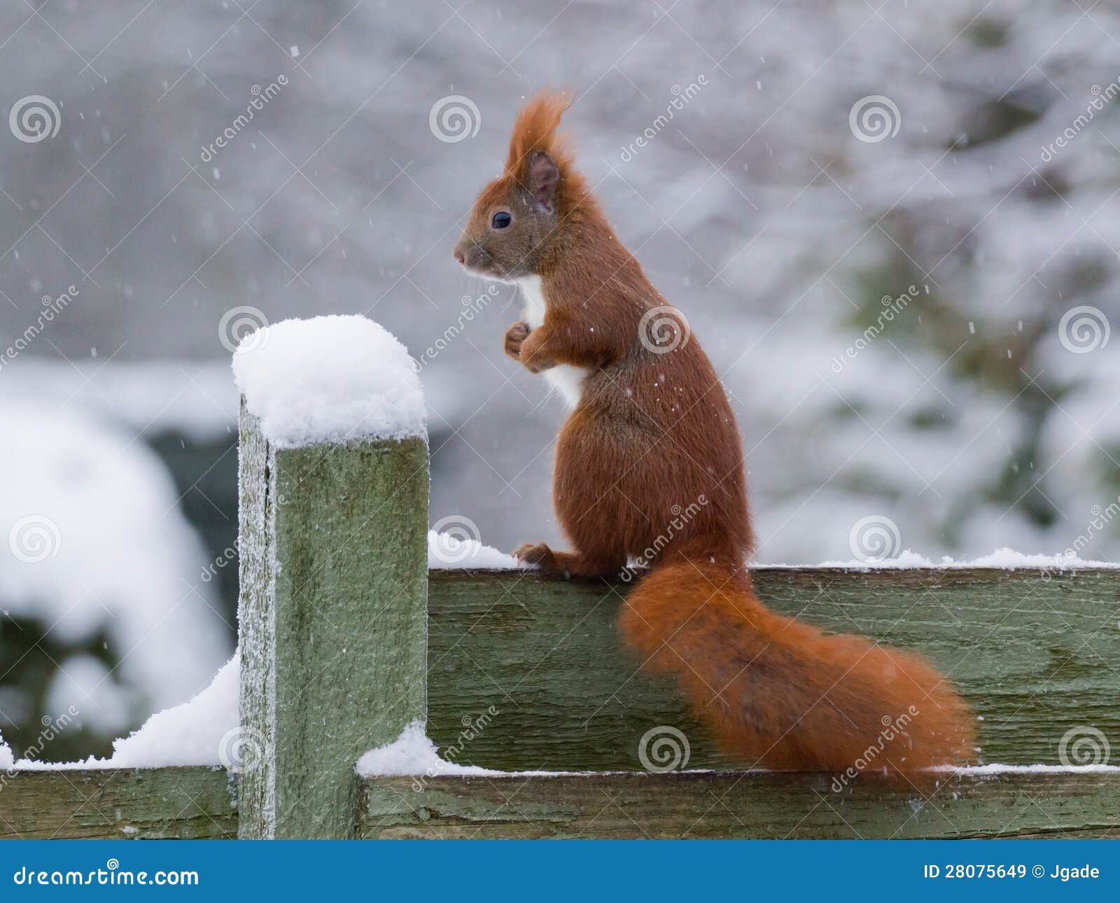 Red squirrel in snow stock image. Image of chipmunk, frontyard - 28075649