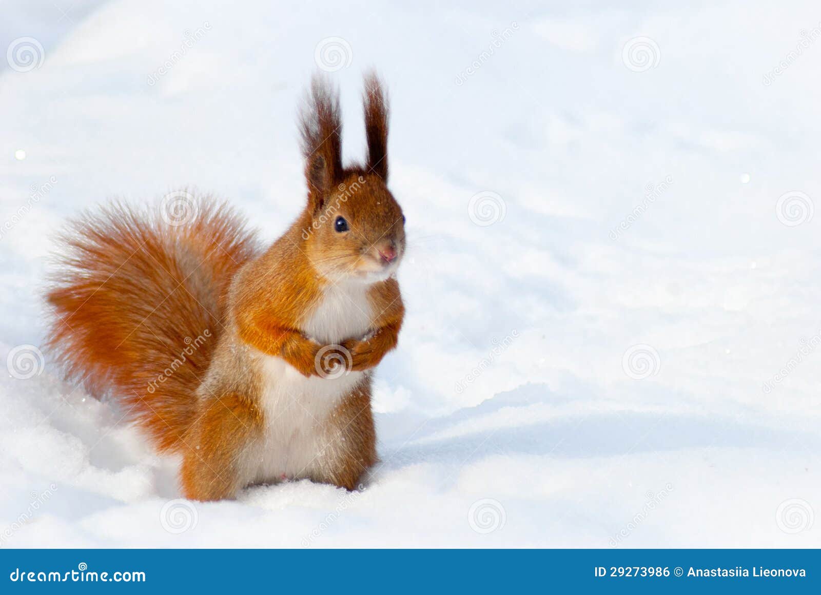 Red squirrel on the snow stock photo. Image of beauty - 29273986