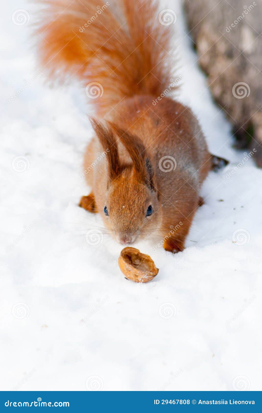 Red squirrel on the snow stock photo. Image of outdoors - 29467808