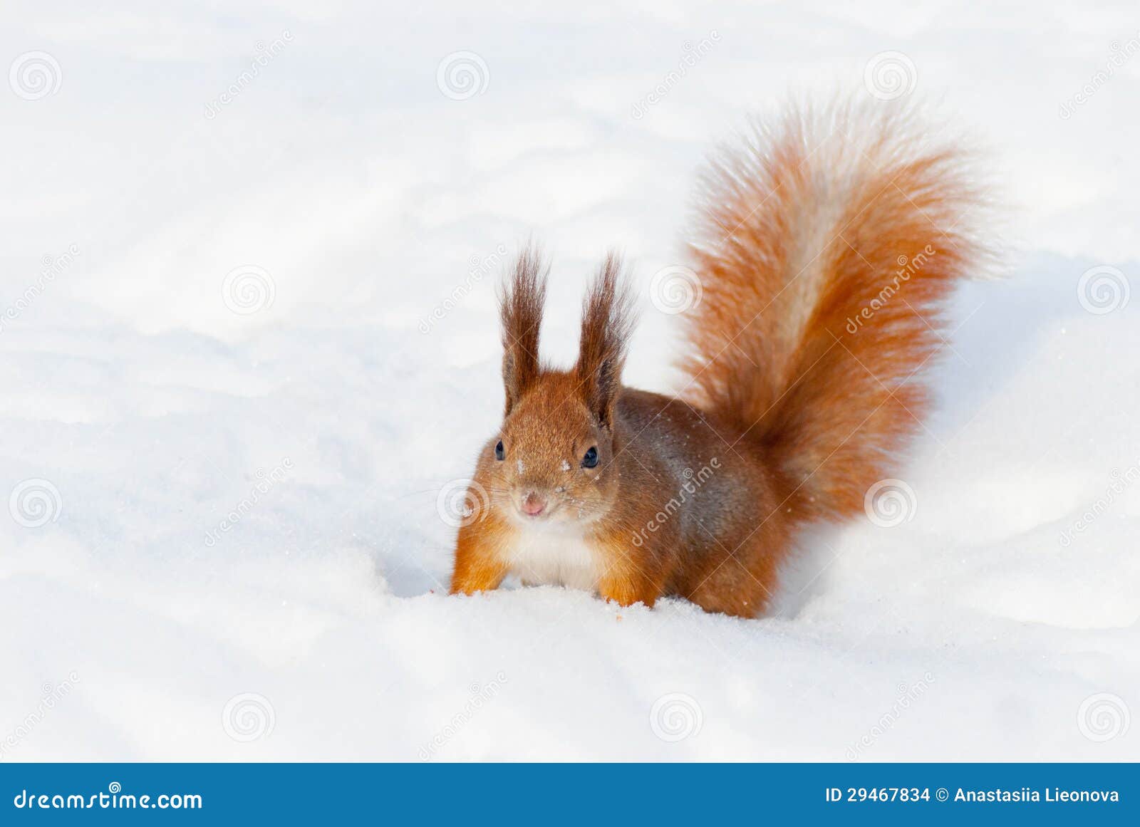 Red squirrel on the snow stock photo. Image of shot, brown - 29467834