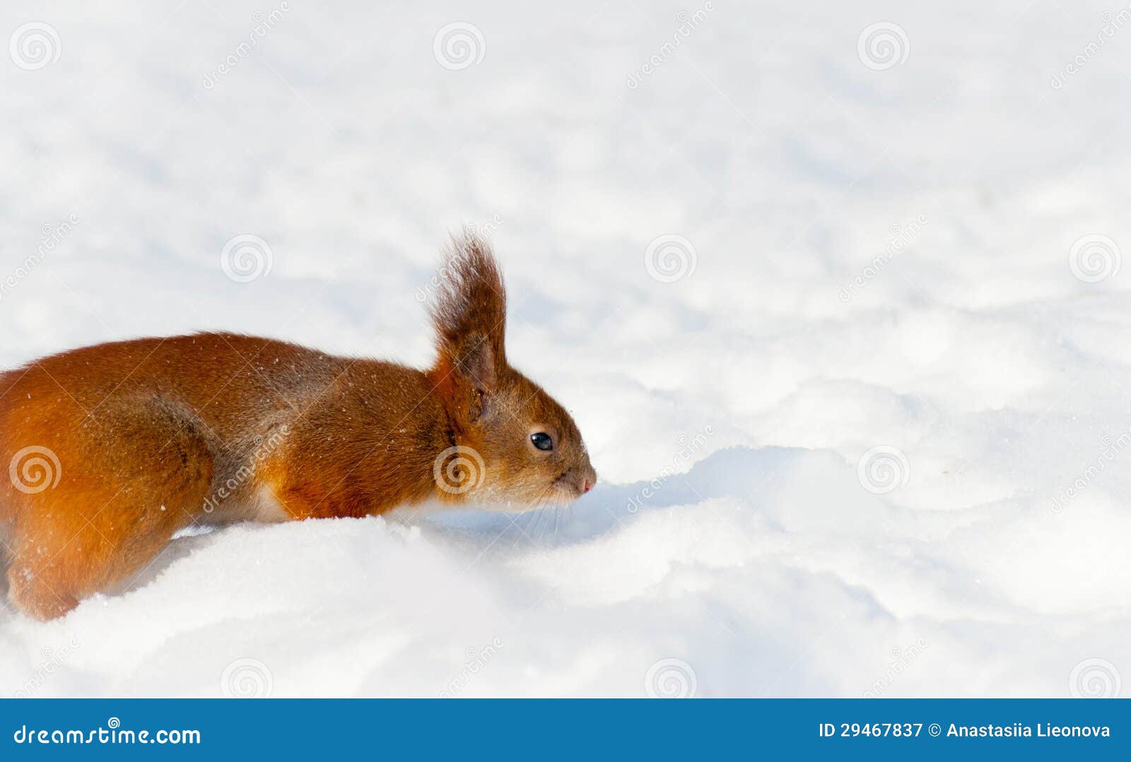 Red squirrel on the snow stock image. Image of poland - 29467837