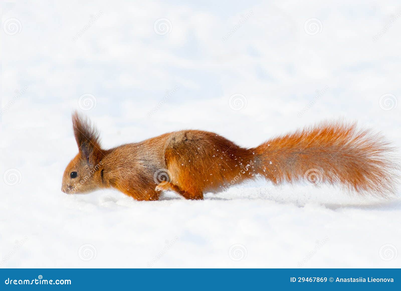Red squirrel on the snow stock image. Image of alert - 29467869