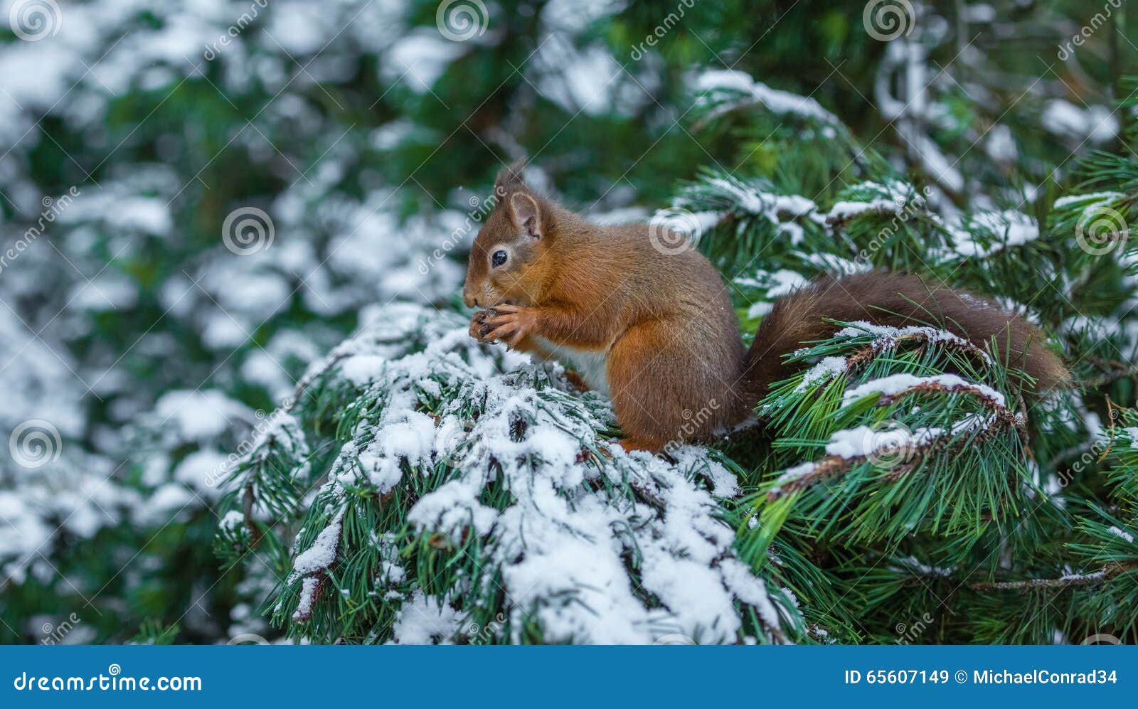 Red Squirrel in Snow Covered Pine Tree Stock Image - Image of green ...