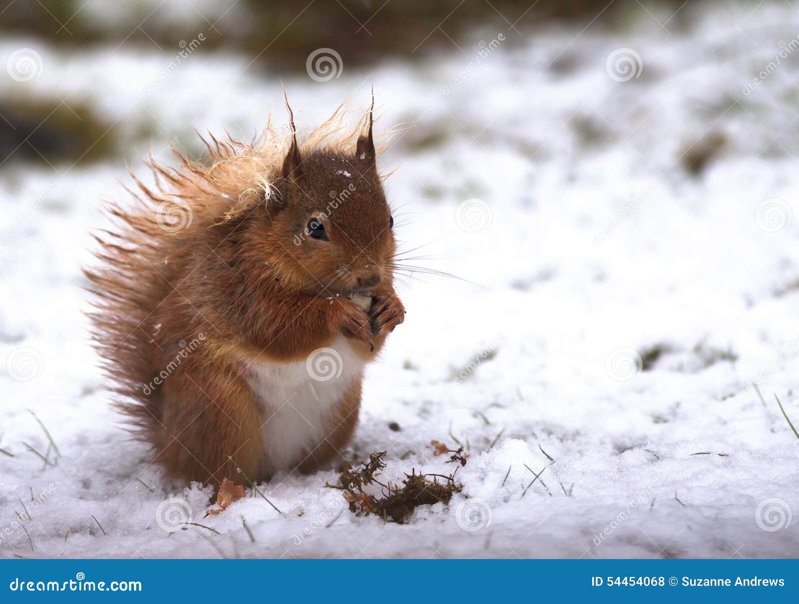 Red Squirrel in Snow stock photo. Image of closeup, snow - 54454068