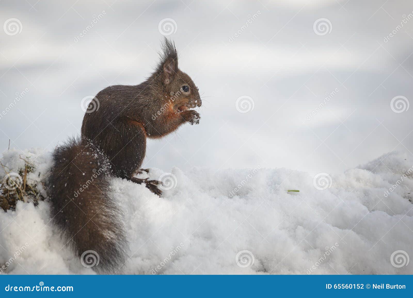 Red squirrel in snow stock photo. Image of pose, britain - 65560152