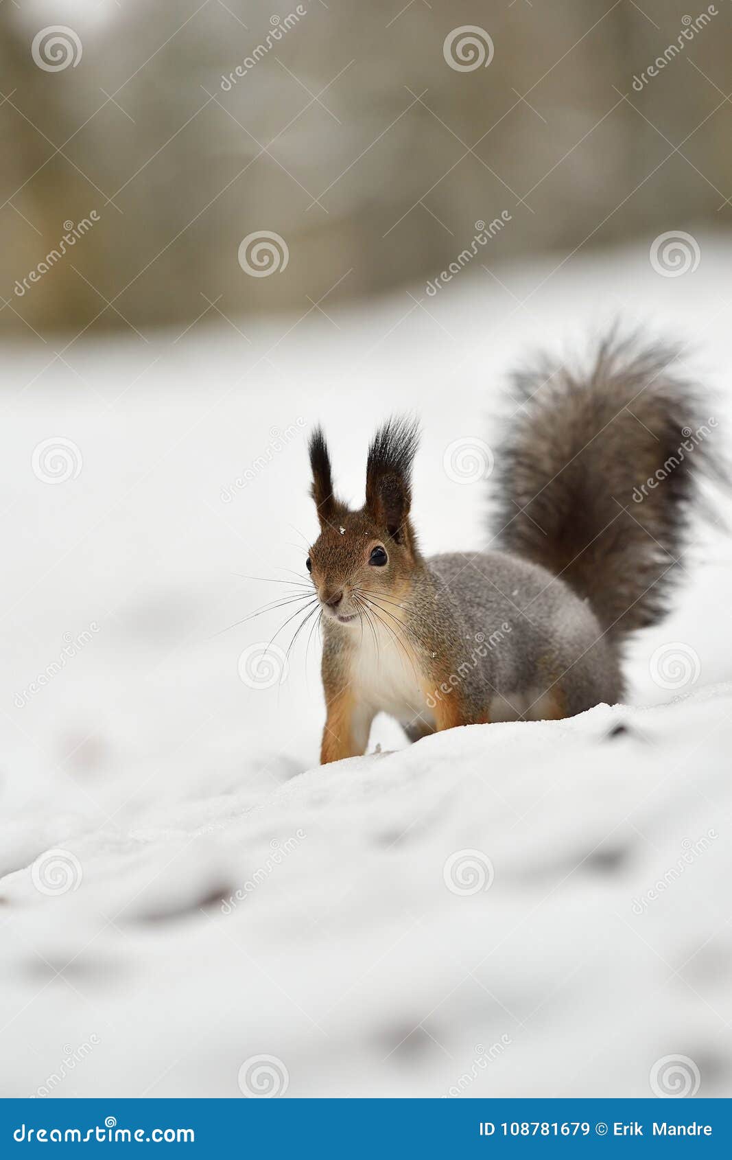 Red squirrel on snow stock image. Image of nature, outdoors - 108781679