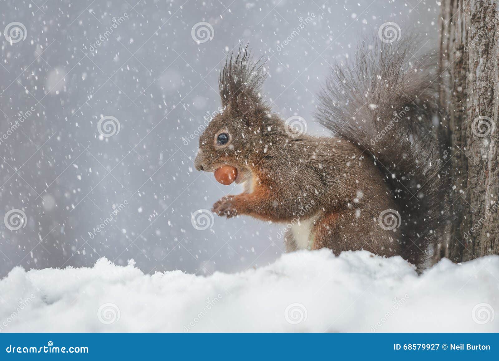 Red squirrel in snow storm stock image. Image of tree - 68579927