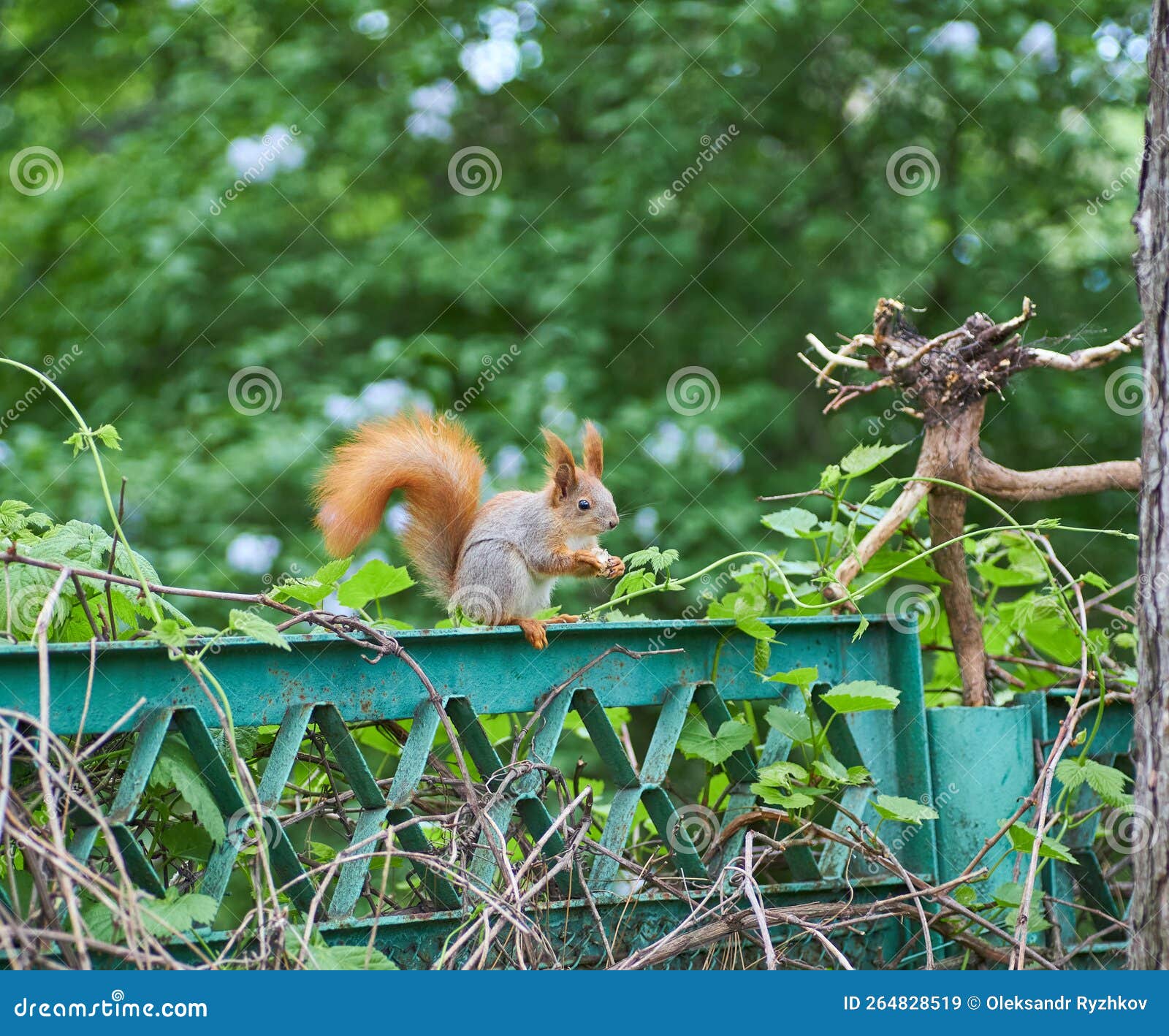 Red Squirrel is a Species of Tree Squirrel in the Genus Sciurus, Common ...