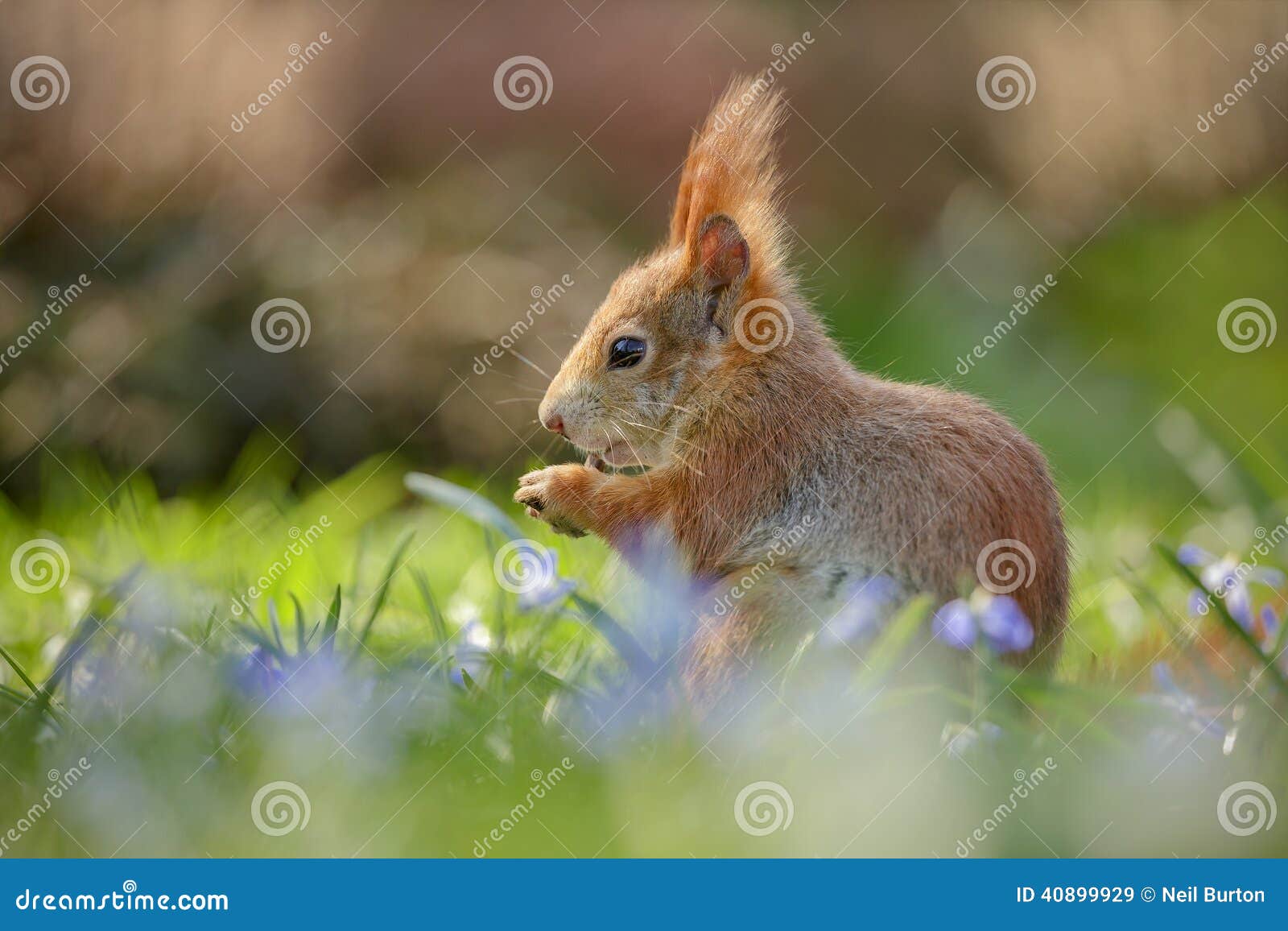 Red squirrel in spring stock image. Image of cute, pine - 40899929
