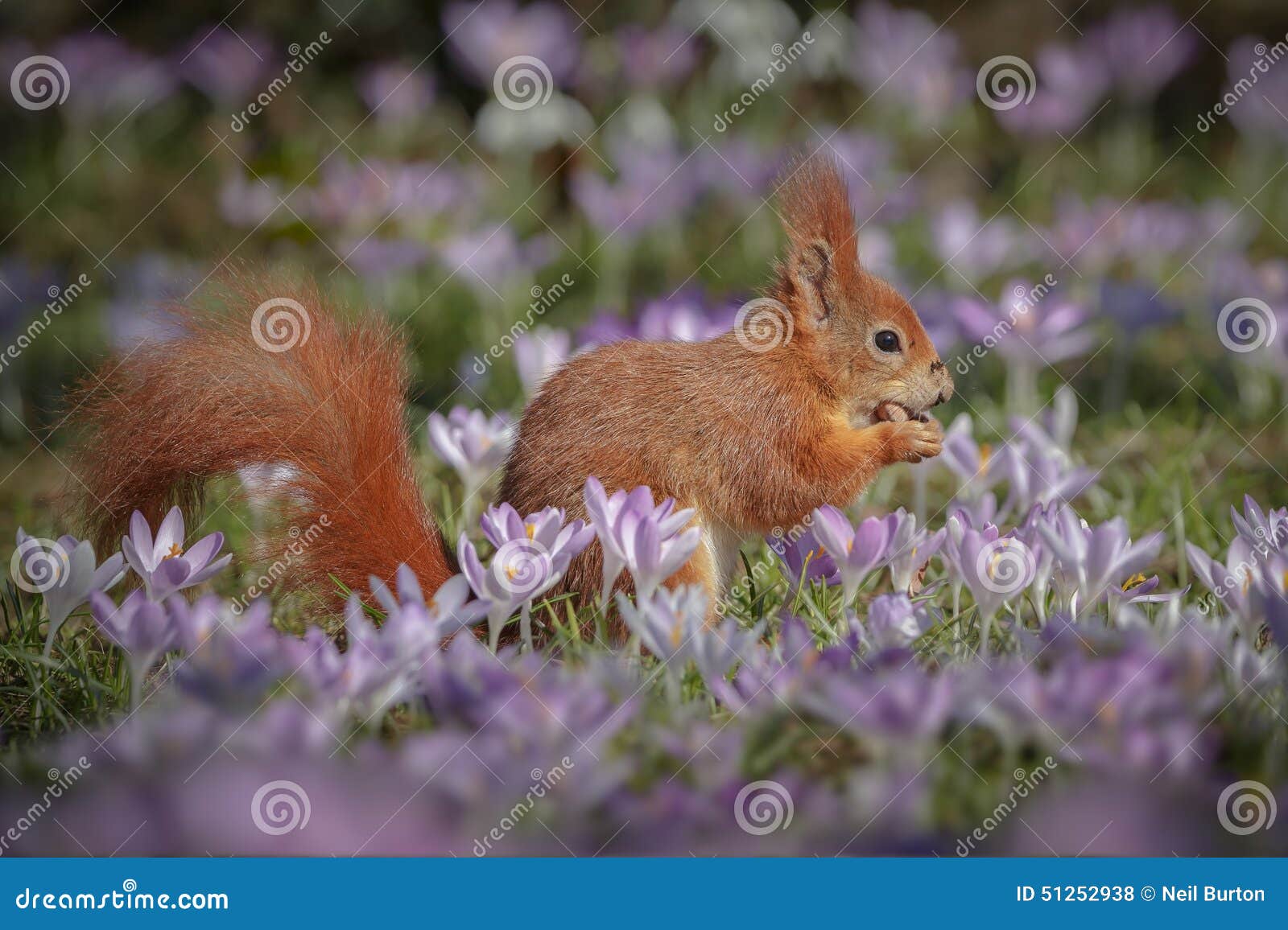 Red squirrel in spring stock photo. Image of drop, nature - 51252938