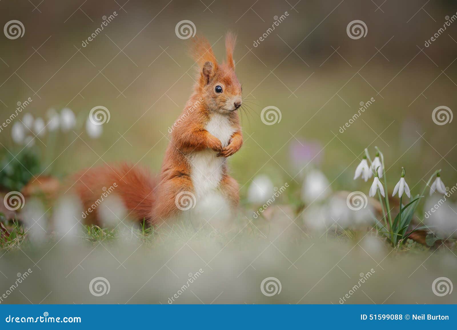 Red squirrel in spring stock photo. Image of snow, mammal - 51599088