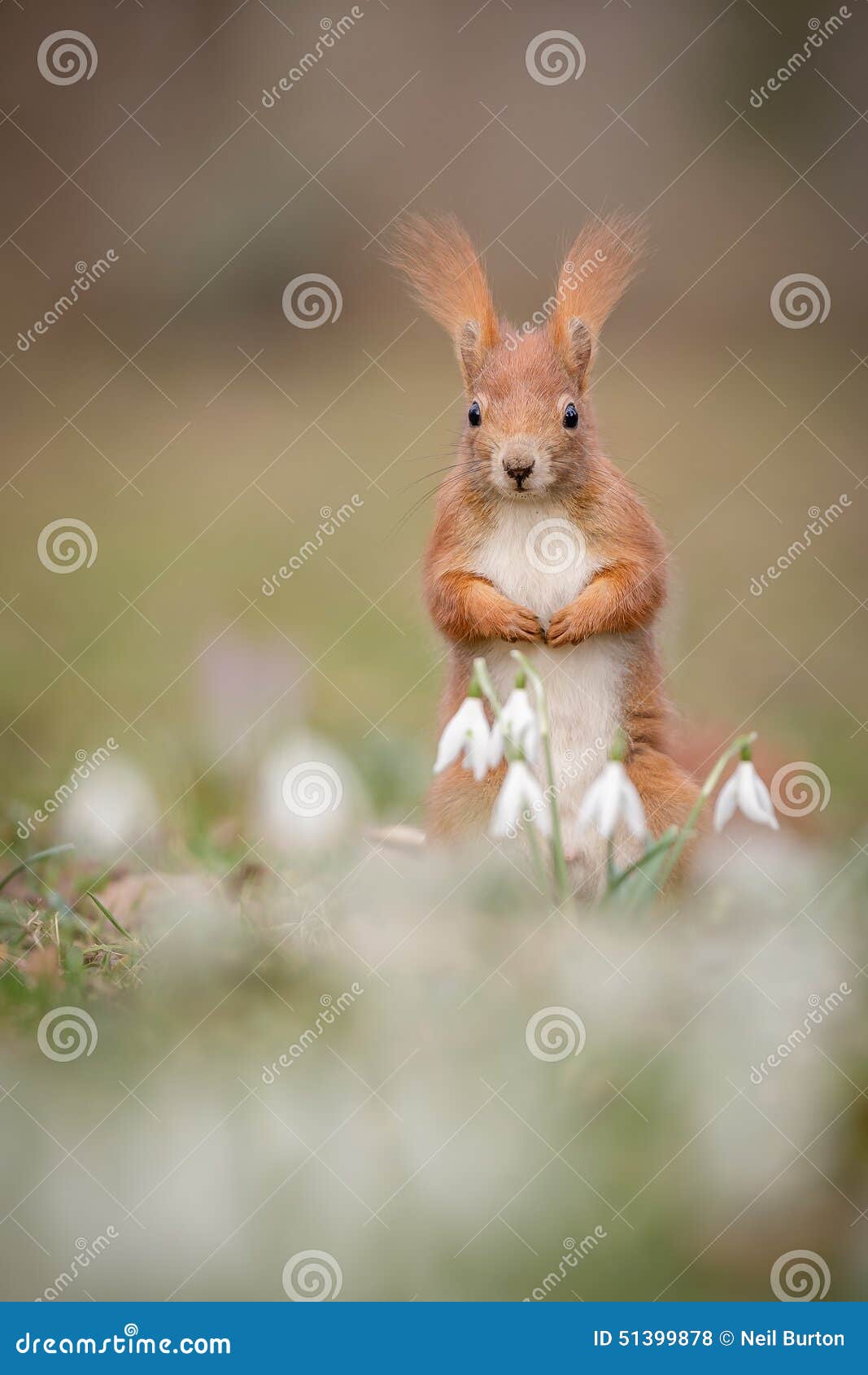 Red Squirrel in Spring Flowers Stock Photo - Image of classic, curious ...