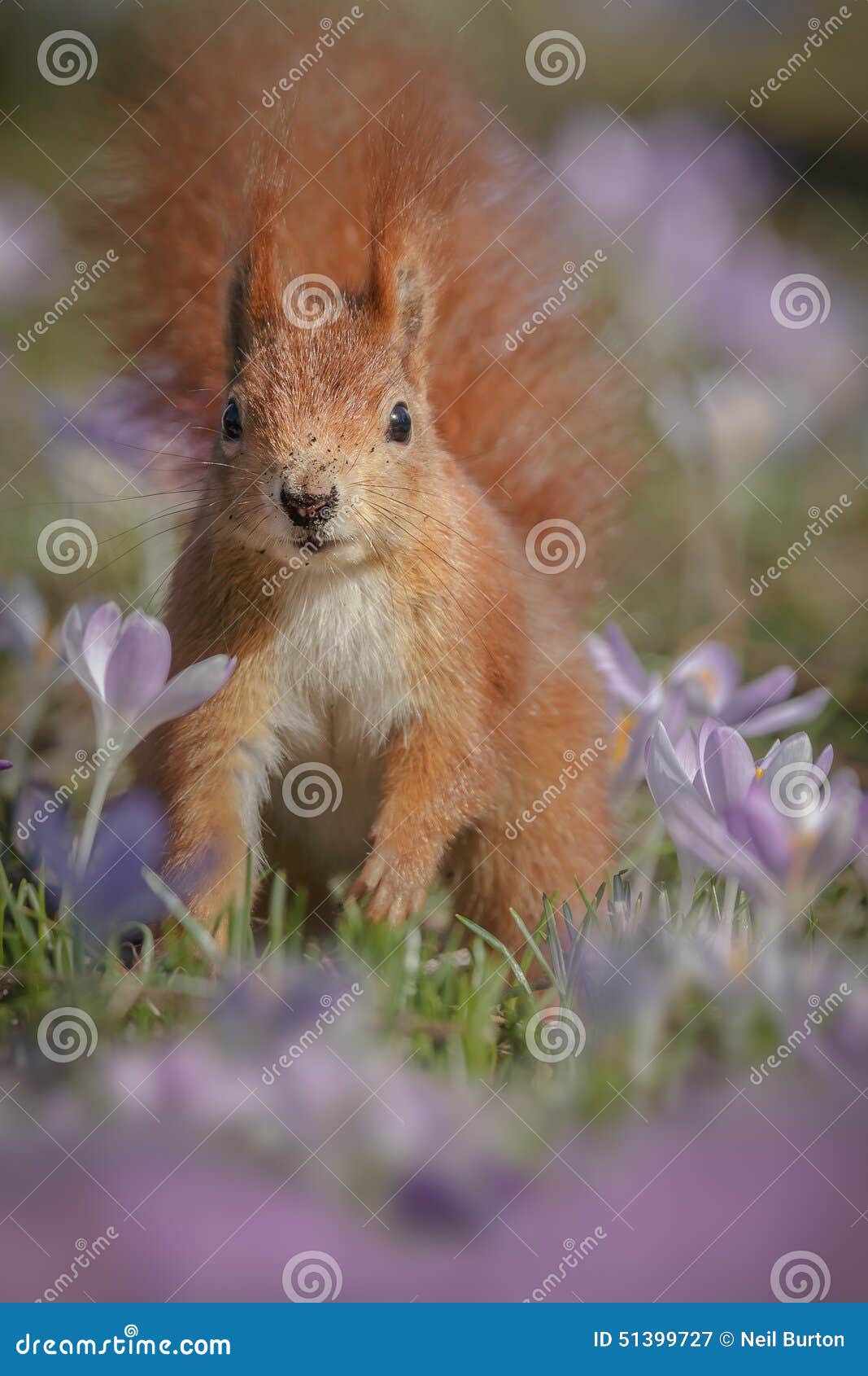 Red squirrel in spring stock image. Image of creatures - 51399727