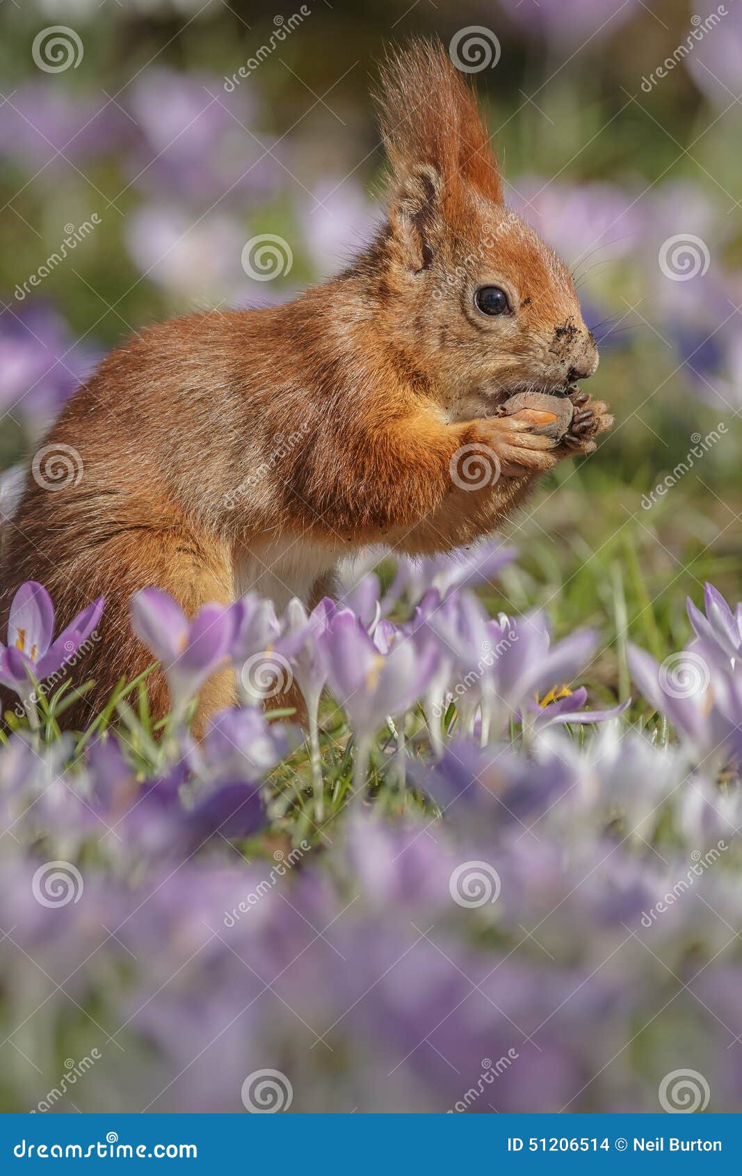 Red squirrel in spring stock photo. Image of krocus, creature - 51206514