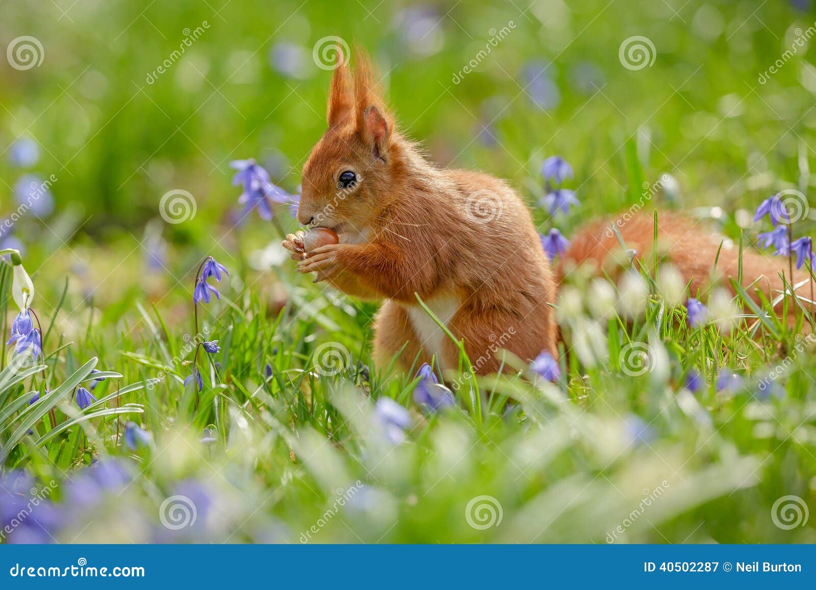 Red squirrel in spring stock image. Image of curious - 40502287