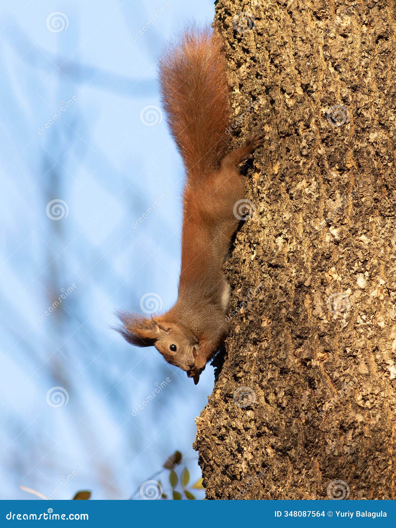 Red Squirrel, a Squirrel Eats while Holding Onto the Bark of a Tree ...