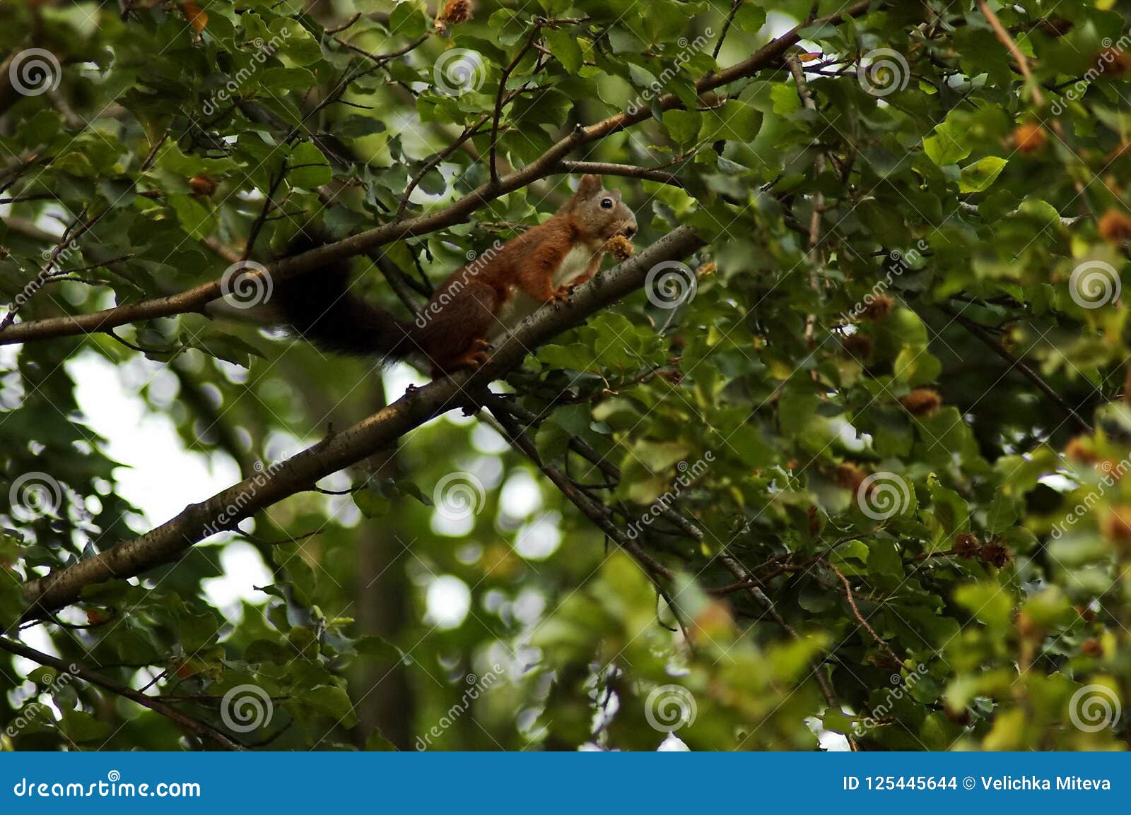 A Red Squirrel Stand on a Chestnut Tree and Eat Fruit Stock Photo ...