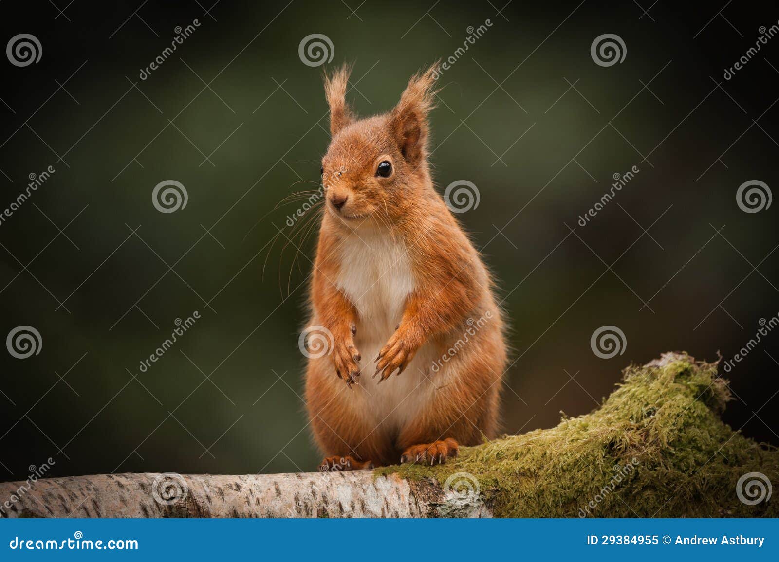Red Squirrel standing. stock image. Image of europe, posing - 29384955