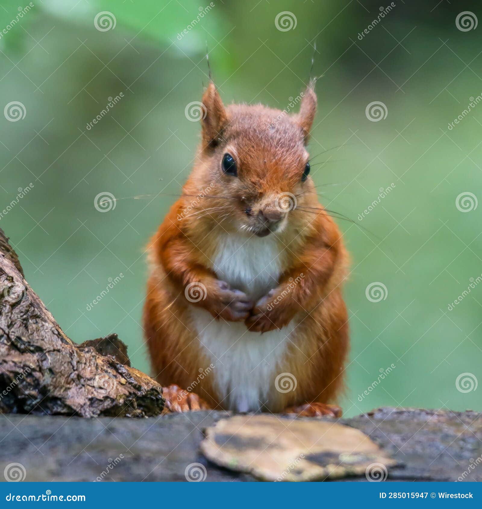 Of a Red Squirrel Standing Alert with Its Paws on the Ground Stock ...