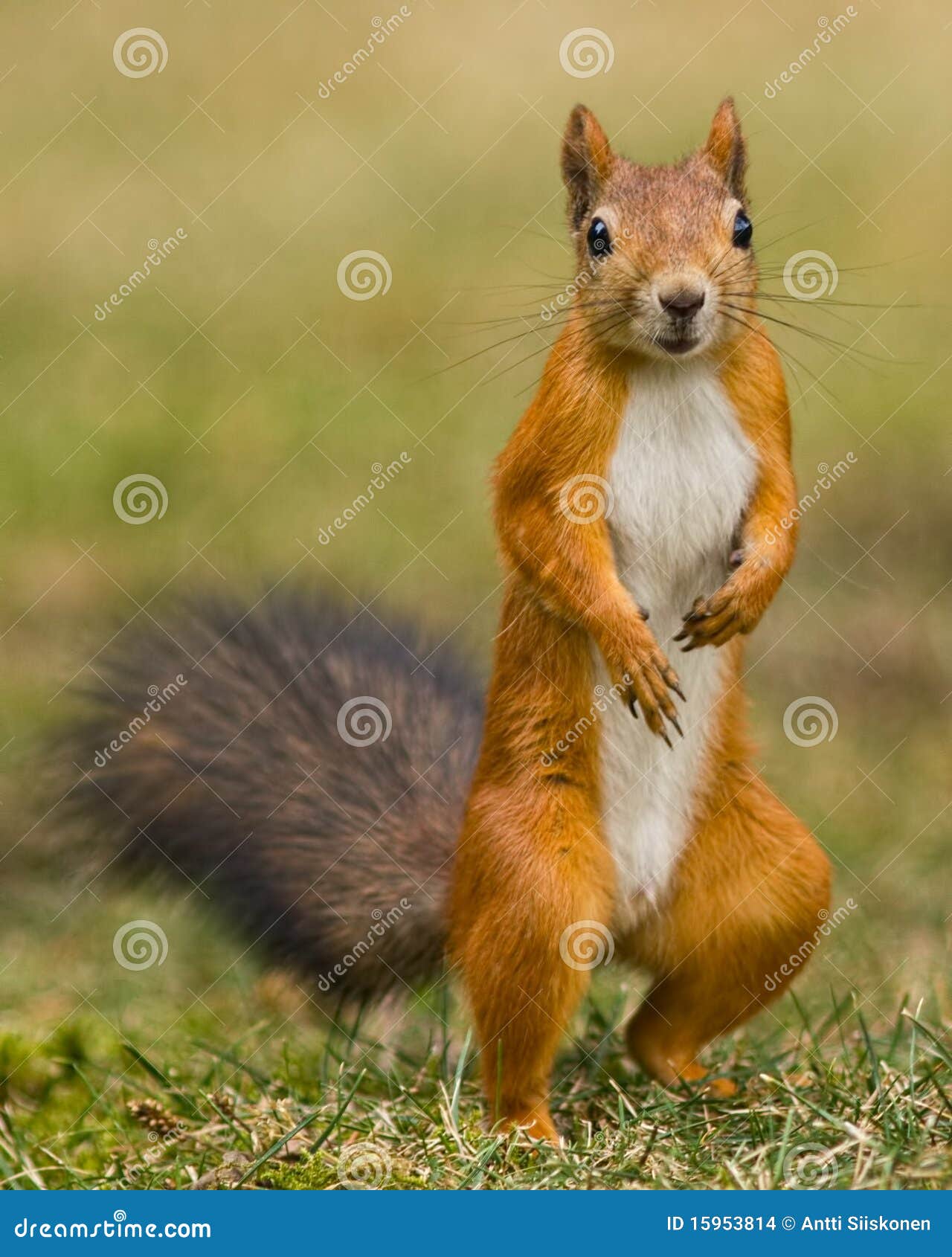 Red Squirrel Standing on Grass Stock Photo - Image of wildlife, animal ...