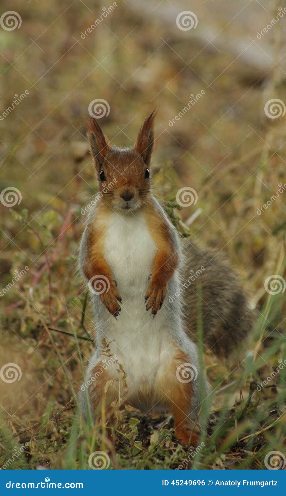 Red Squirrel Standing in Grass Stock Photo - Image of park, animal ...