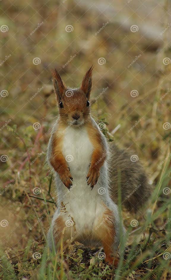 Red Squirrel Standing in Grass Stock Photo - Image of park, animal ...