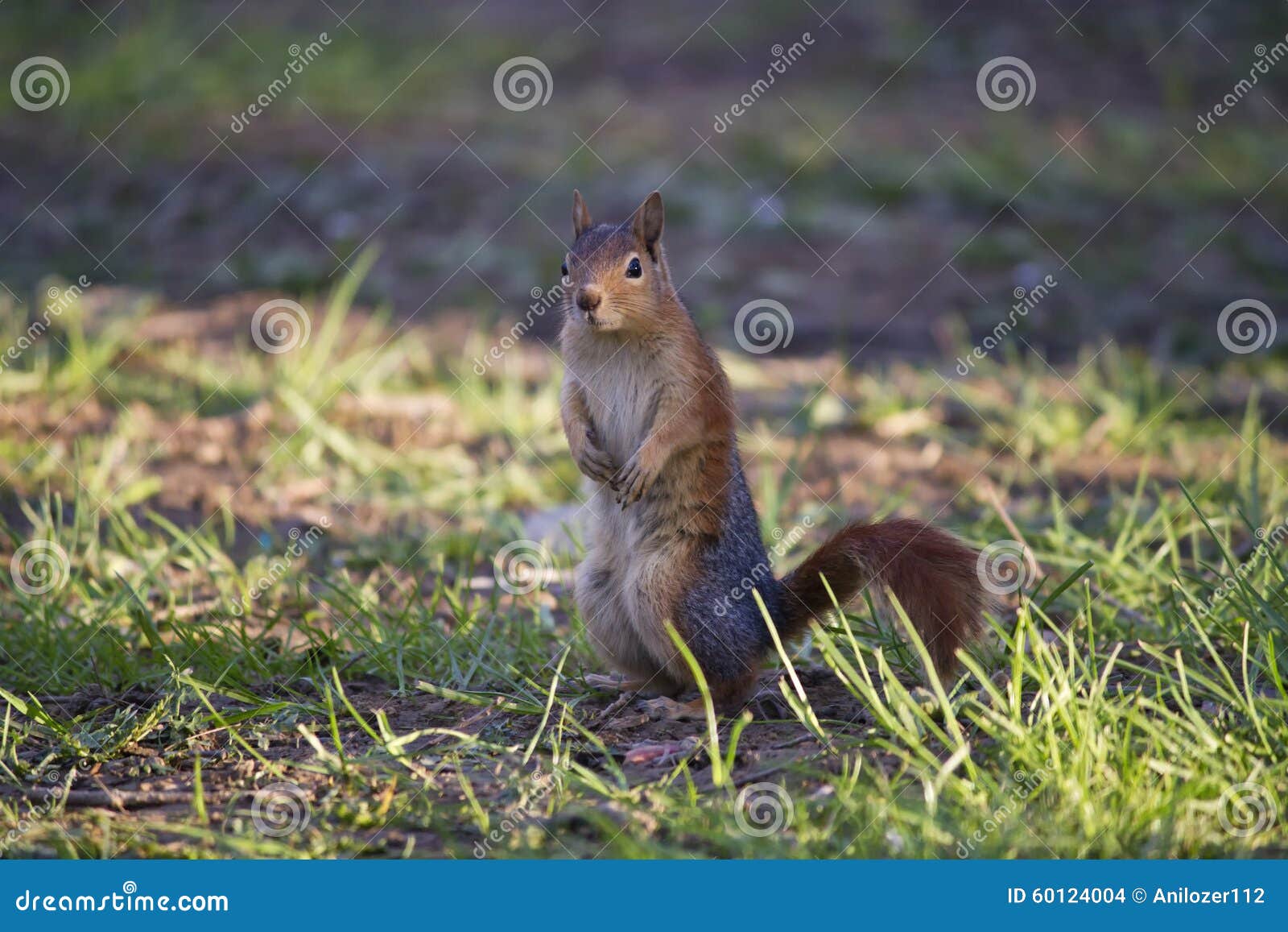 Red Squirrel Standing on Grass Stock Photo - Image of gray, camera ...