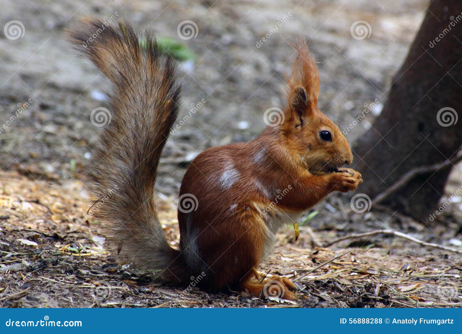 Red Squirrel Standing in Grass Stock Photo - Image of standing, nature ...