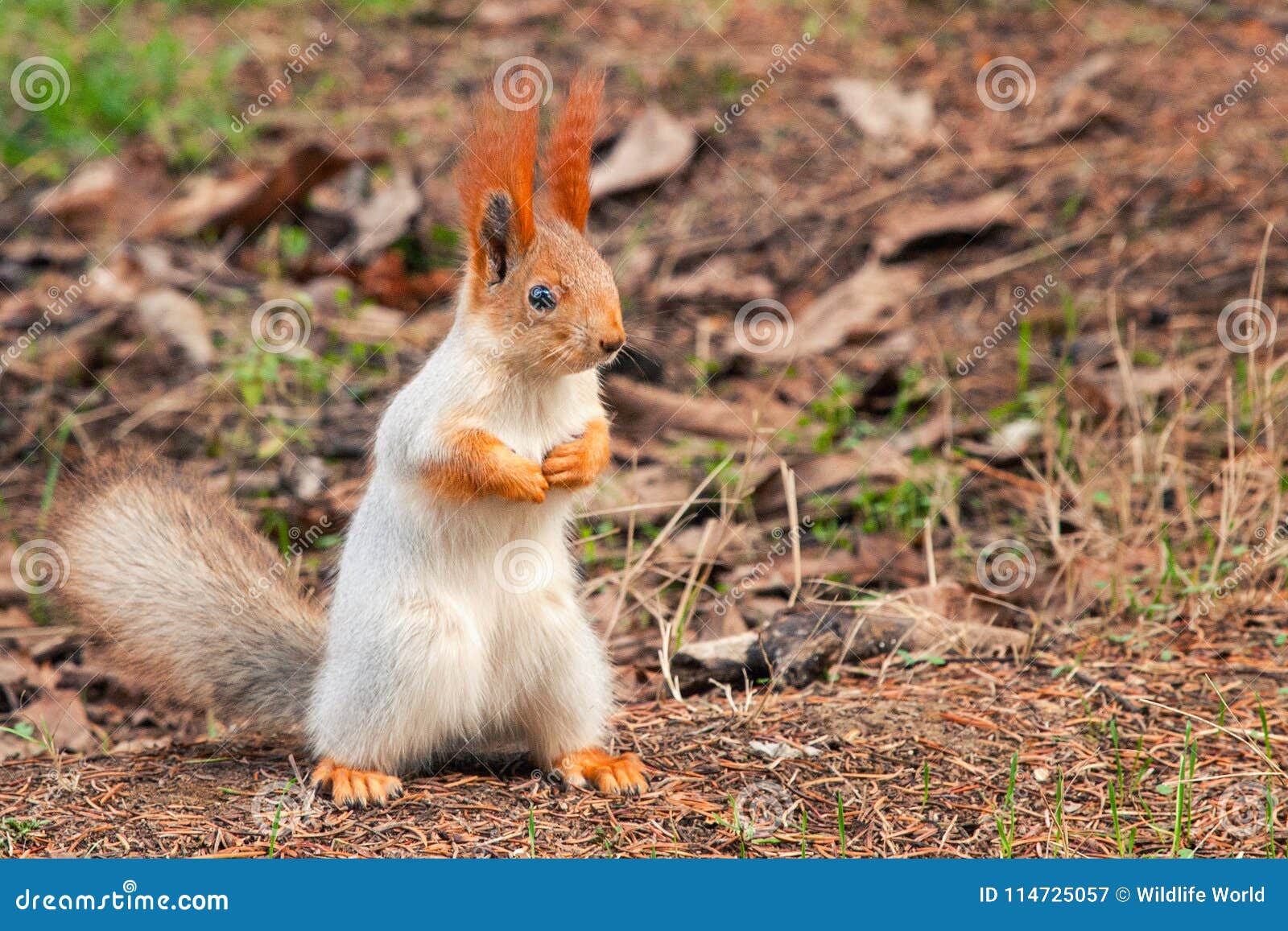 The Red Squirrel Stands on the Ground and Looks at the Camera Stock ...