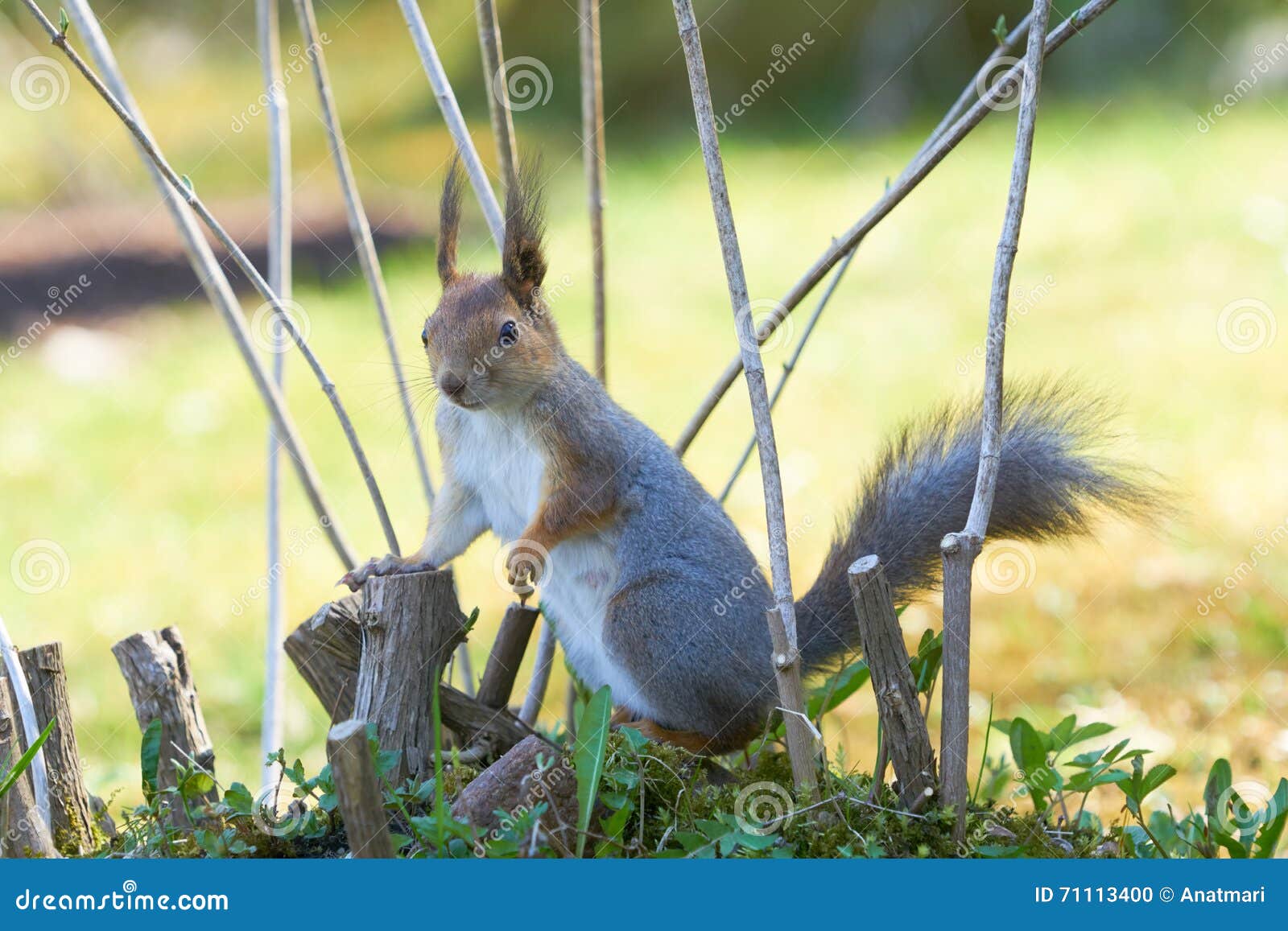 Red Squirrel Stands on Paws and Looks To the Side in the Bushes and ...
