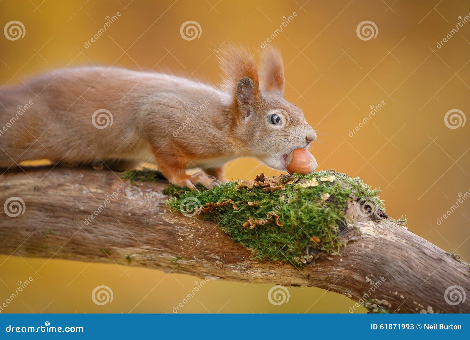 Red squirrel stock image. Image of posing, cute, curious - 61871993