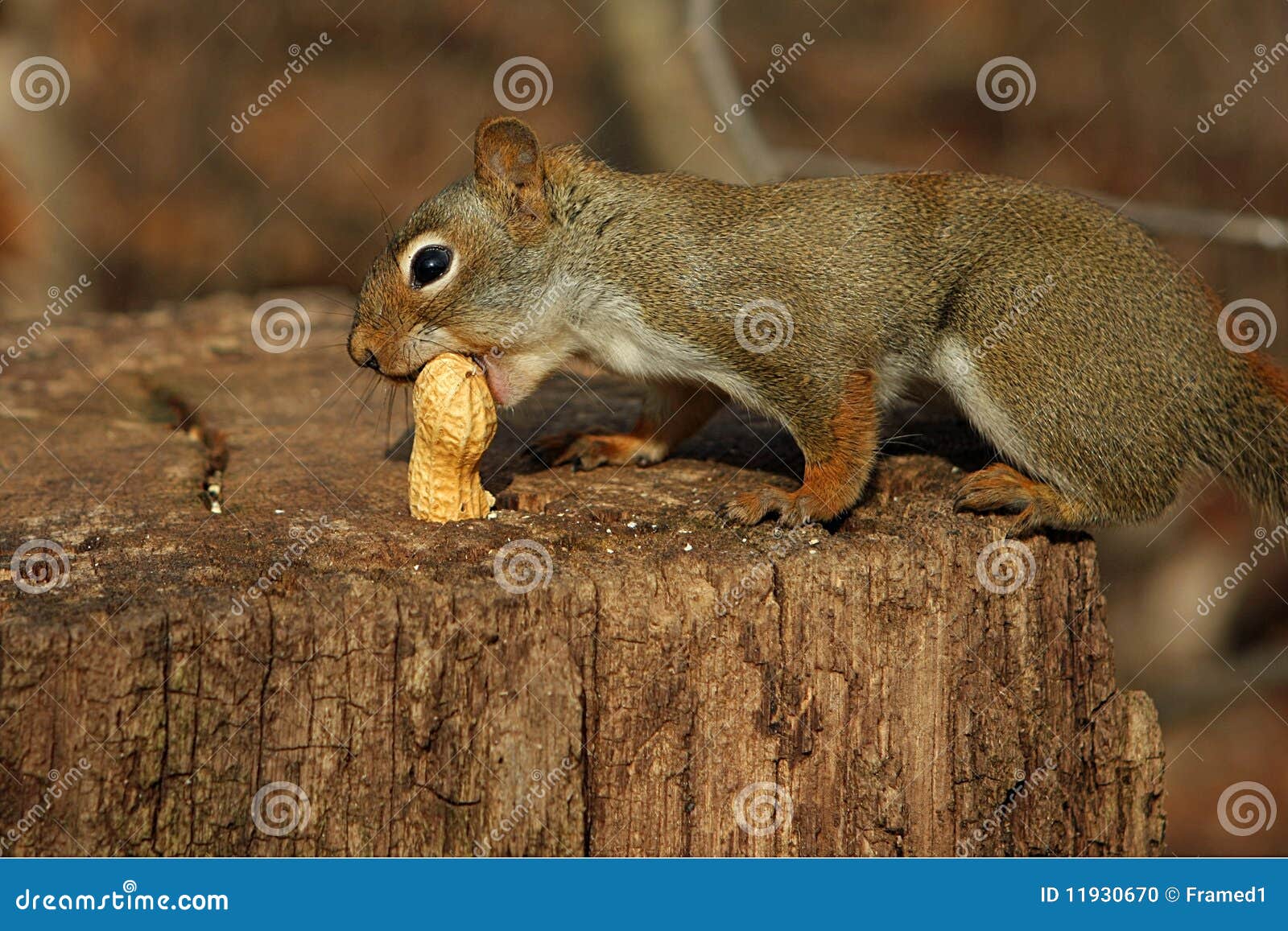 Red Squirrel on Stump stock photo. Image of outdoors - 11930670