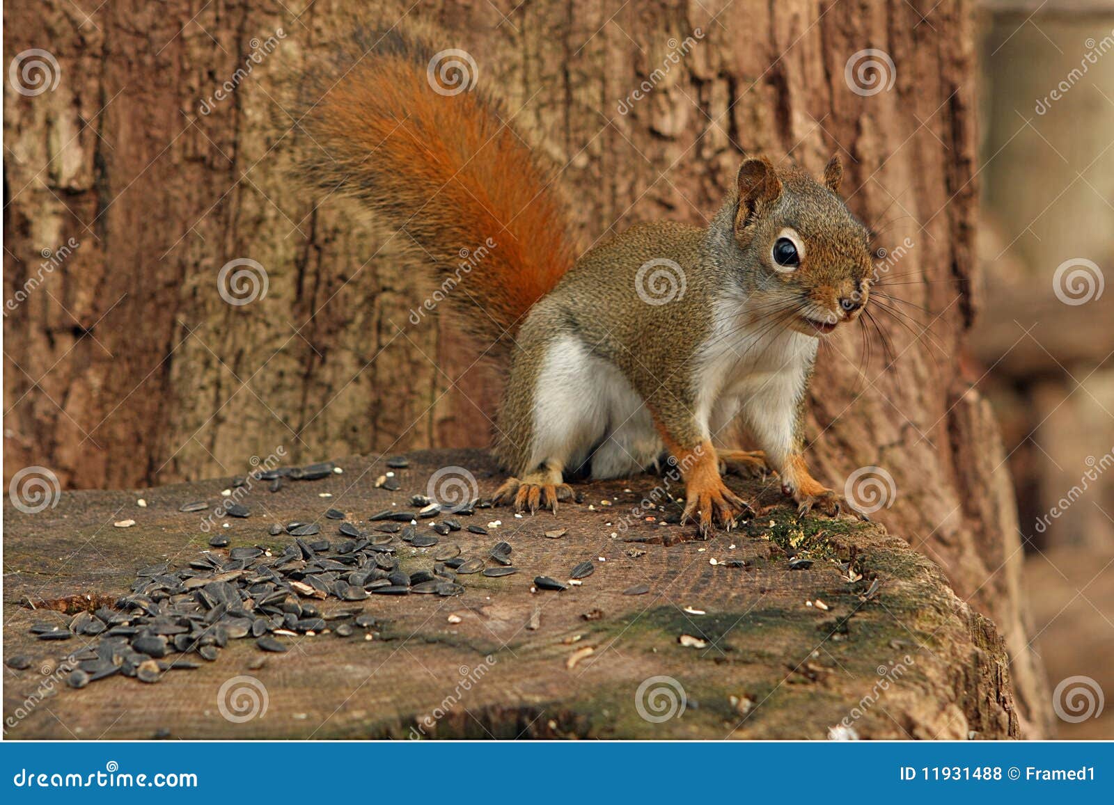 Red Squirrel on Stump stock photo. Image of rodent, eyes - 11931488