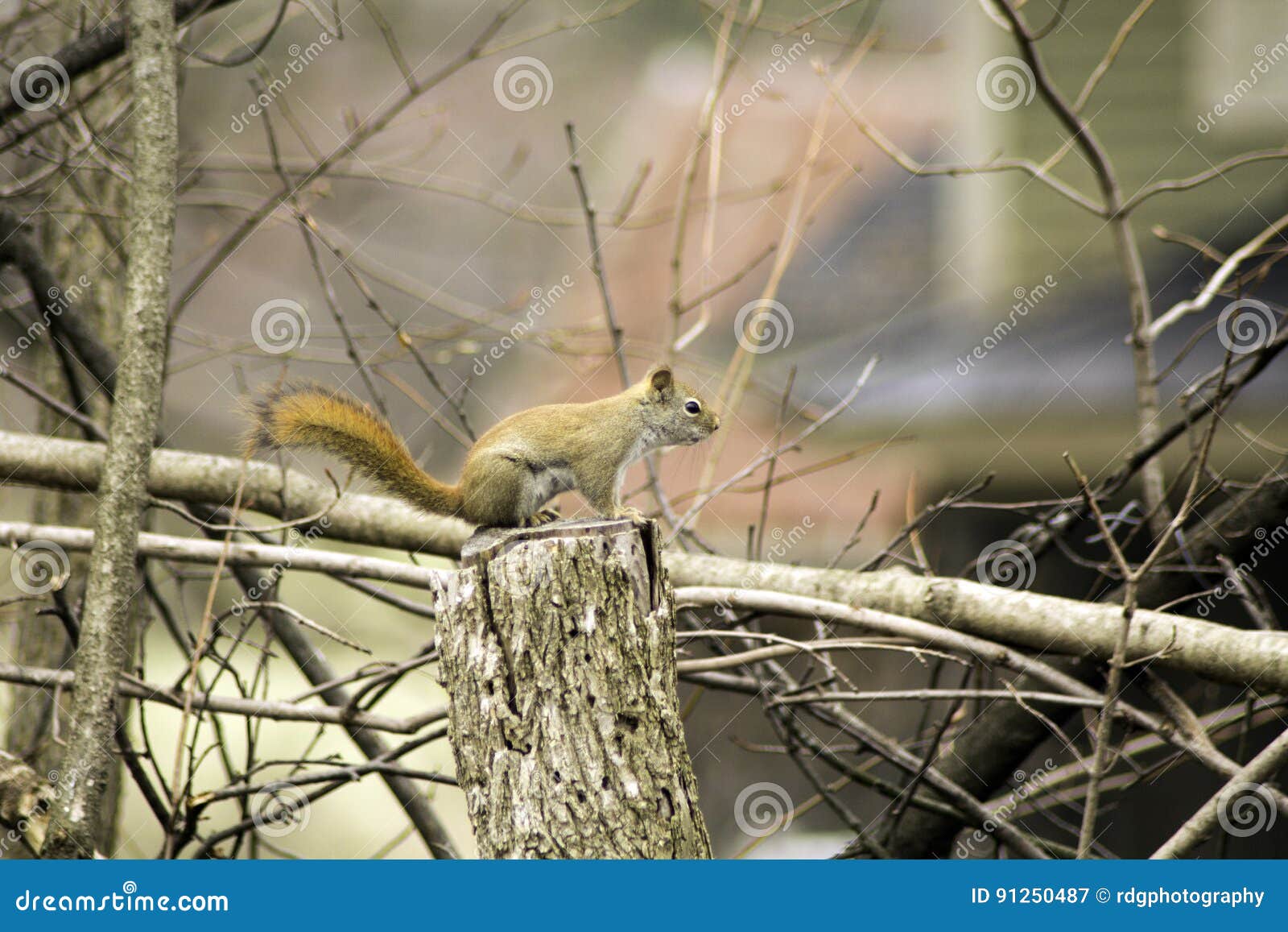 Red Squirrel on a Stump stock image. Image of sitting - 91250487