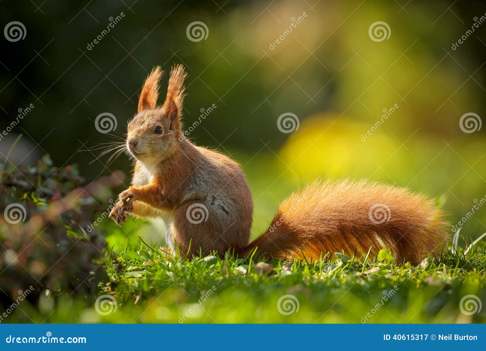Red squirrel in the sun stock image. Image of vulgaris - 40615317