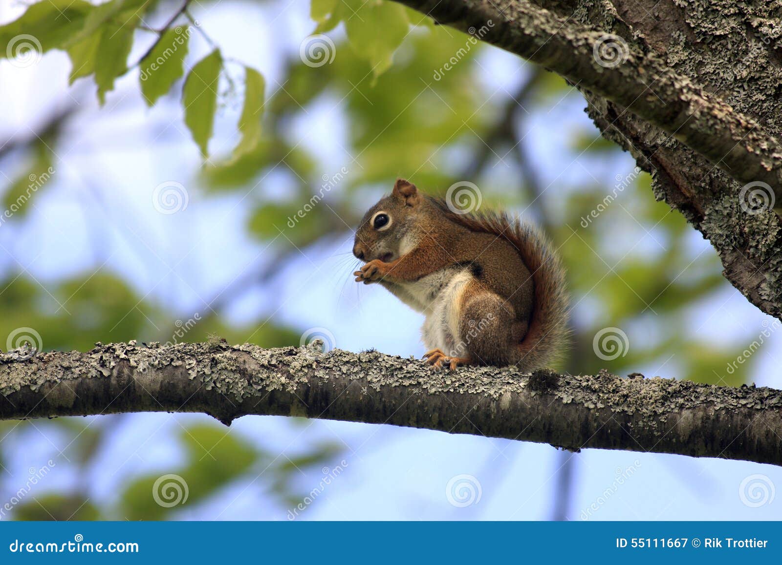 Red Squirrel branch stock image. Image of eating, prey - 55111667