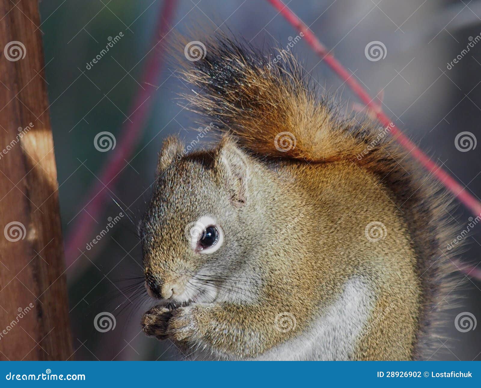 Red Squirrel in Tree stock photo. Image of rodent, sciuris - 28926902