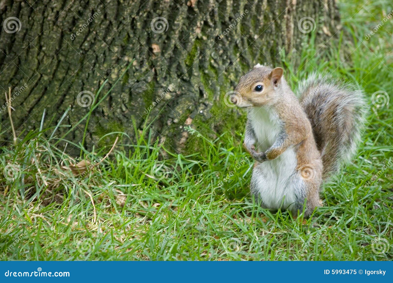 Red squirrel by tree stock image. Image of looking, tree - 5993475