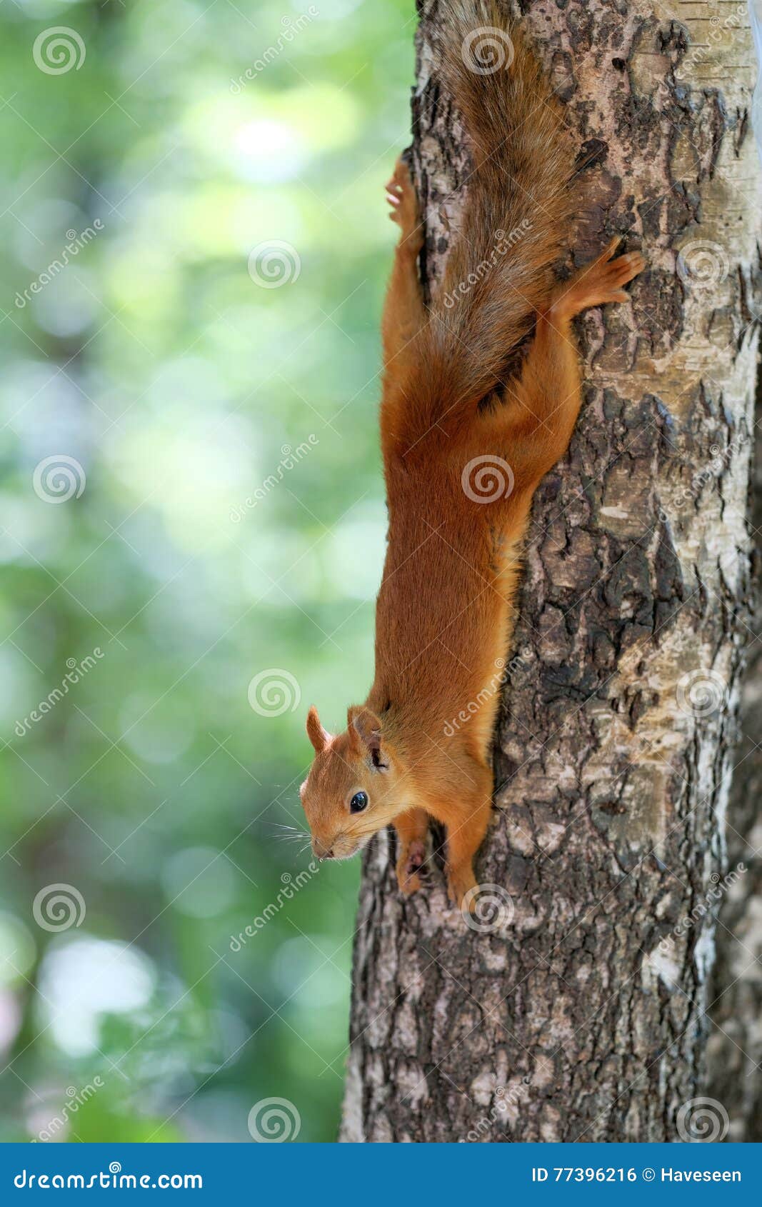 Red squirrel on tree stock photo. Image of nature, brown - 77396216