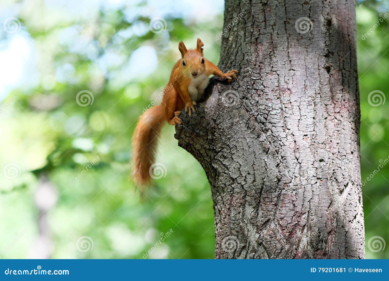 Red squirrel on tree stock image. Image of nature, outdoors - 79201681