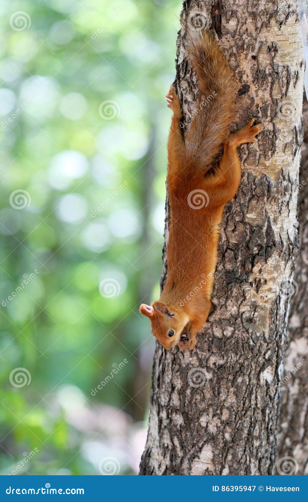 Red squirrel on tree stock image. Image of foliage, mammal - 86395947