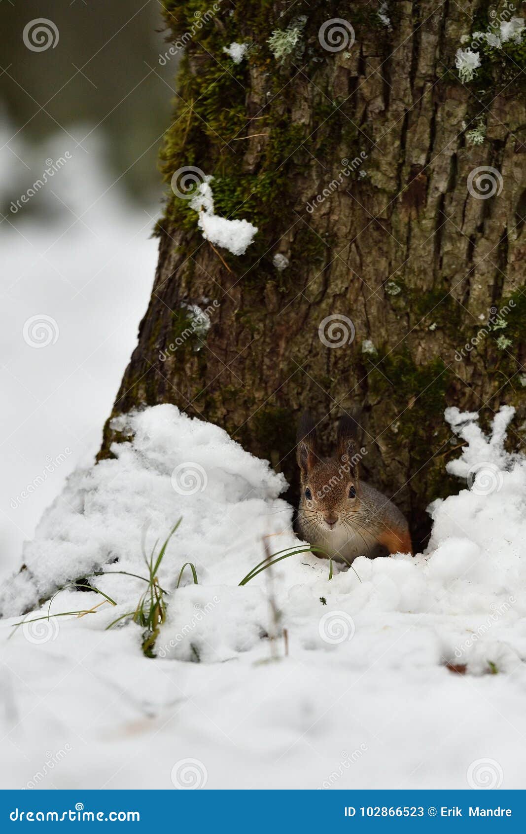 Red Squirrel in a Tree Cavity Den Stock Image - Image of cold, adult ...