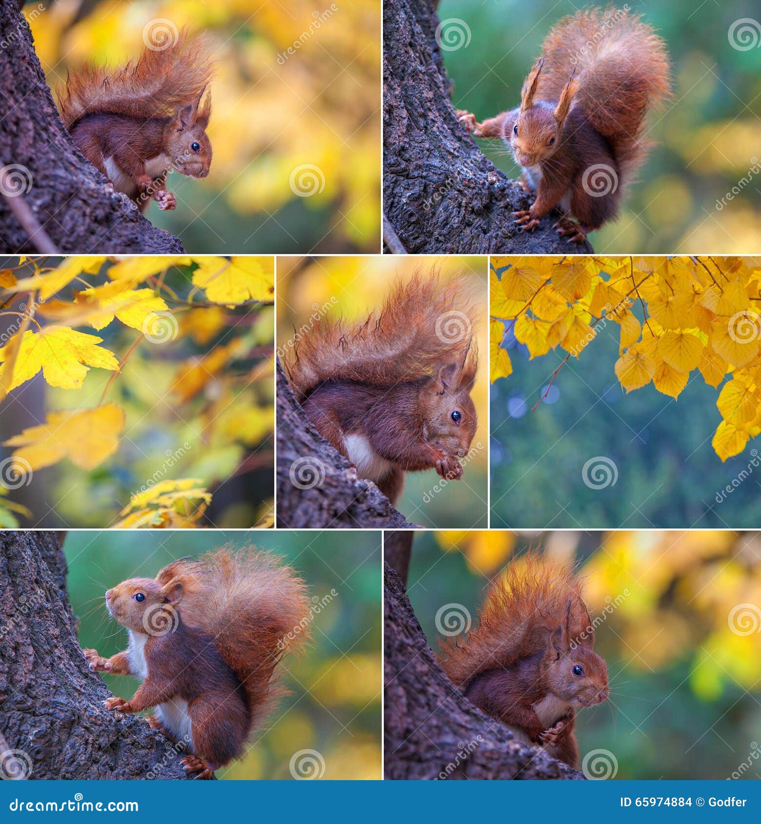 Red squirrel in tree stock photo. Image of animals, outdoor - 65974884