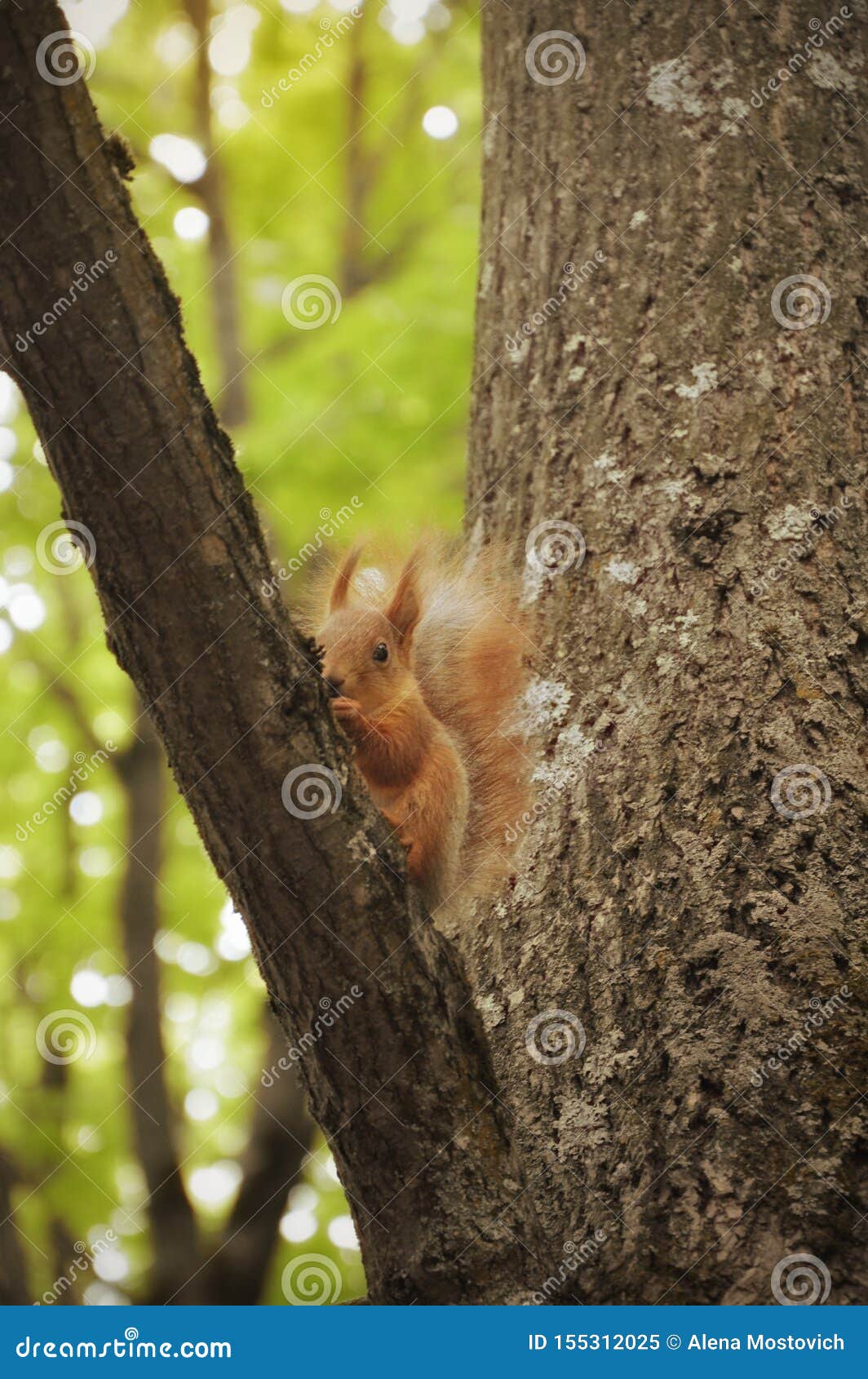 Red Squirrel in the Tree. Environment. Park Territory. Stock Image ...