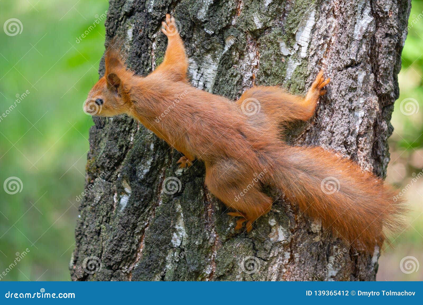 Red Squirrel on a Tree in a Park Stock Photo - Image of rodent, pretty ...